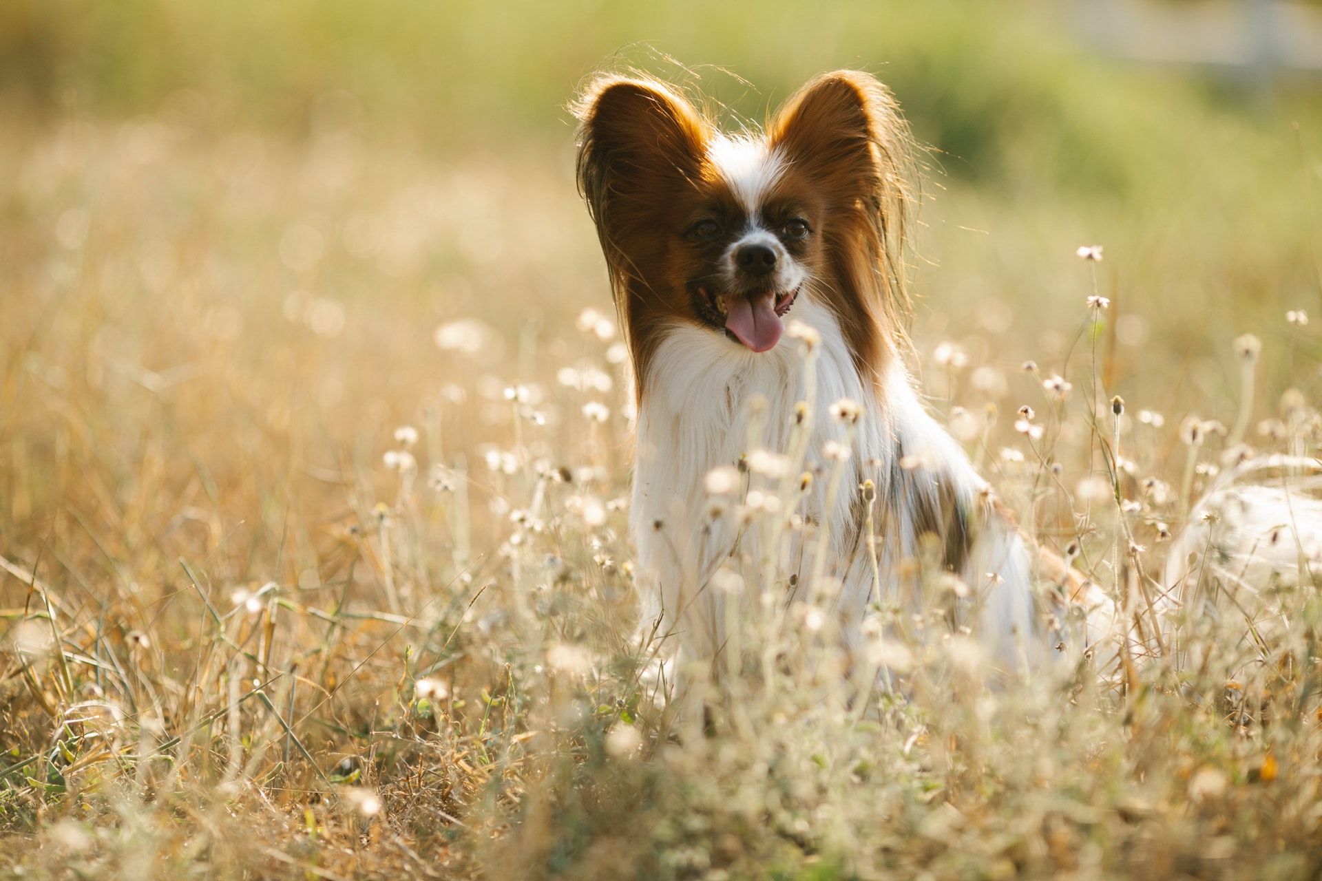 Tustin Legacy Animal Hospital Gallery | Vet In Tustin, CA
