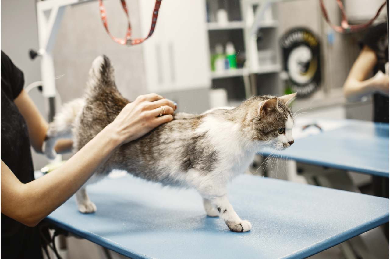 Learn About The Health Needs Of Cats | Tustin Legacy Animal Hospital