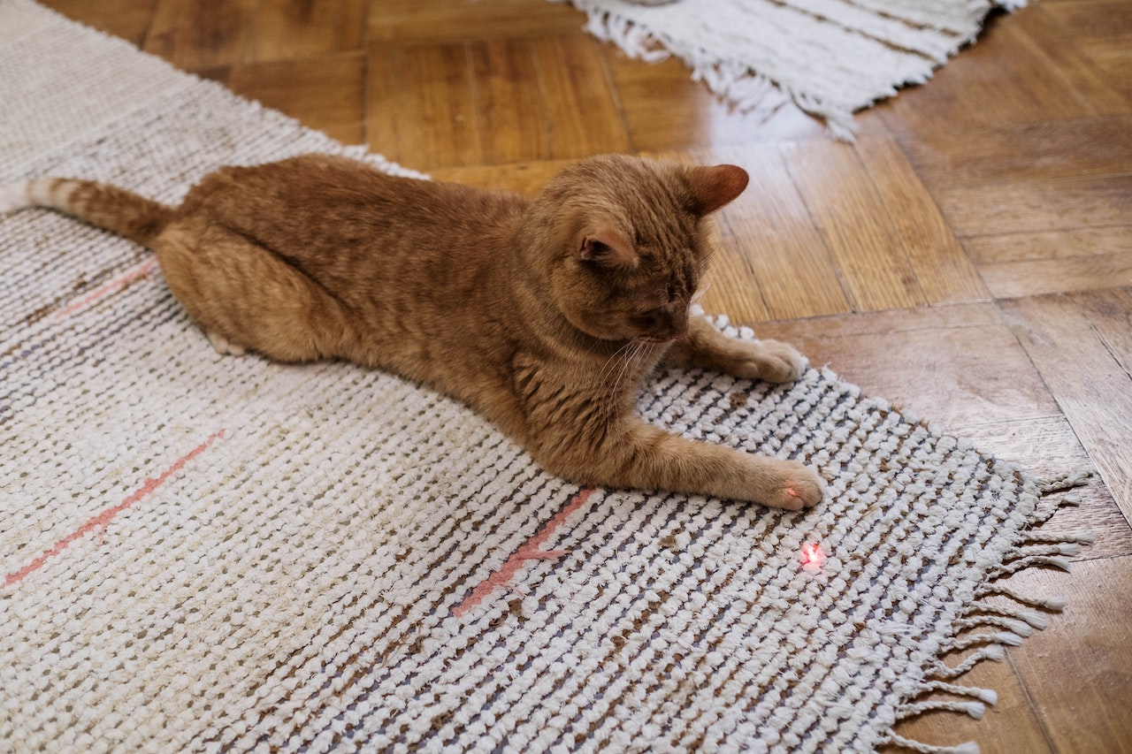 Is My Pet Getting The Correct Amount Of Daily Exercise They Need ...
